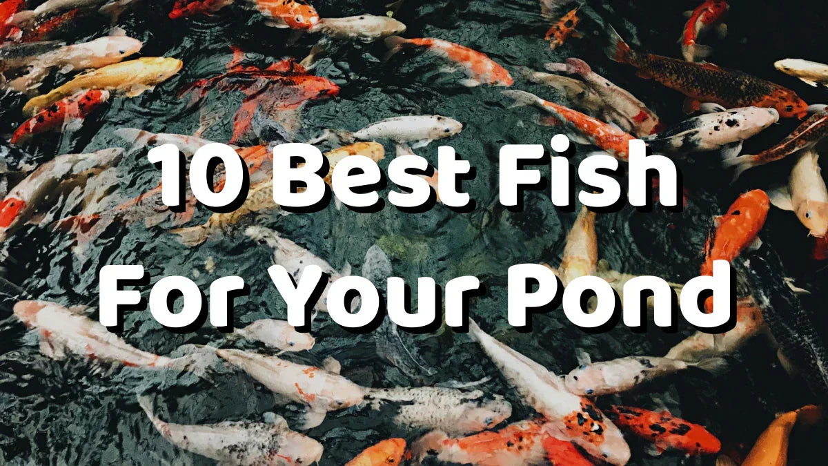 10 Best Fish for Ponds: Healthy, Easy-to-Care-for Pond Fish