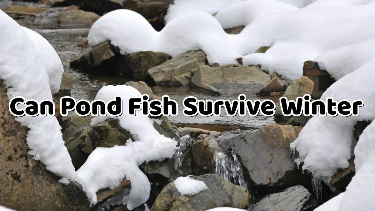 Can Pond Fish Survive Winter? Tips for Koi & Goldfish Care