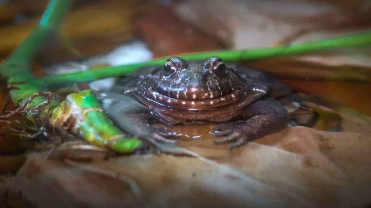 Do Bullfrogs Eat Fish in a Pond? What Pond Owners Should Know
