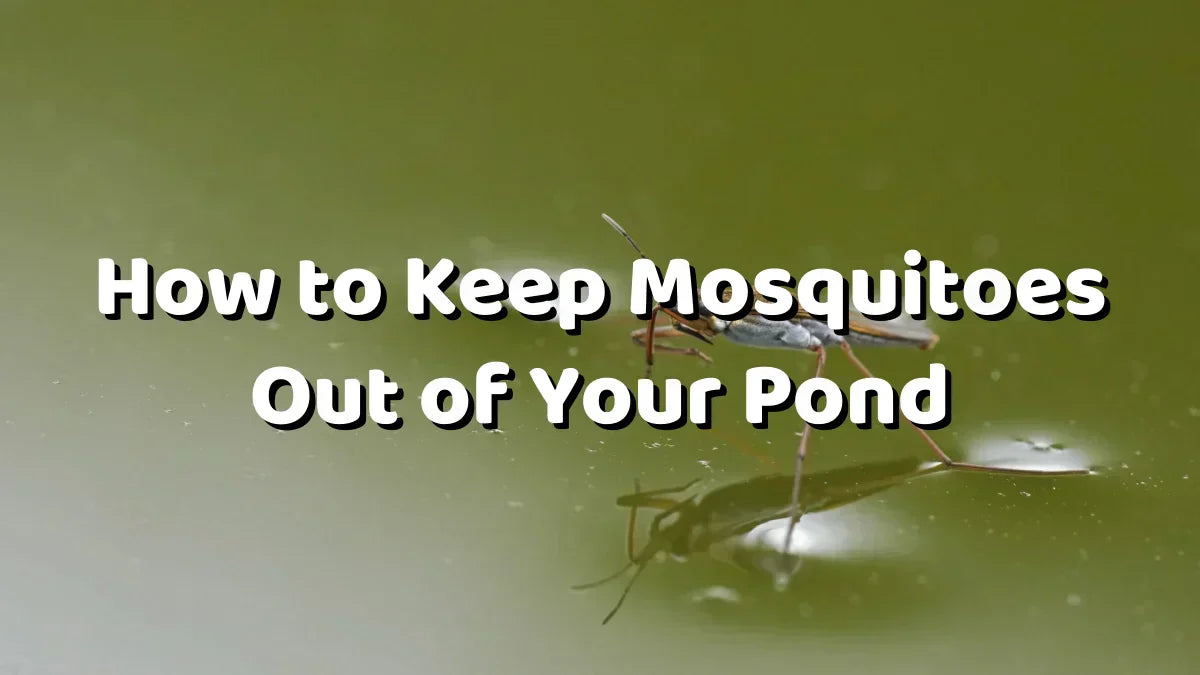 How to Keep Mosquitoes Out of Your Pond: 6 Effective Solutions – Poposoap