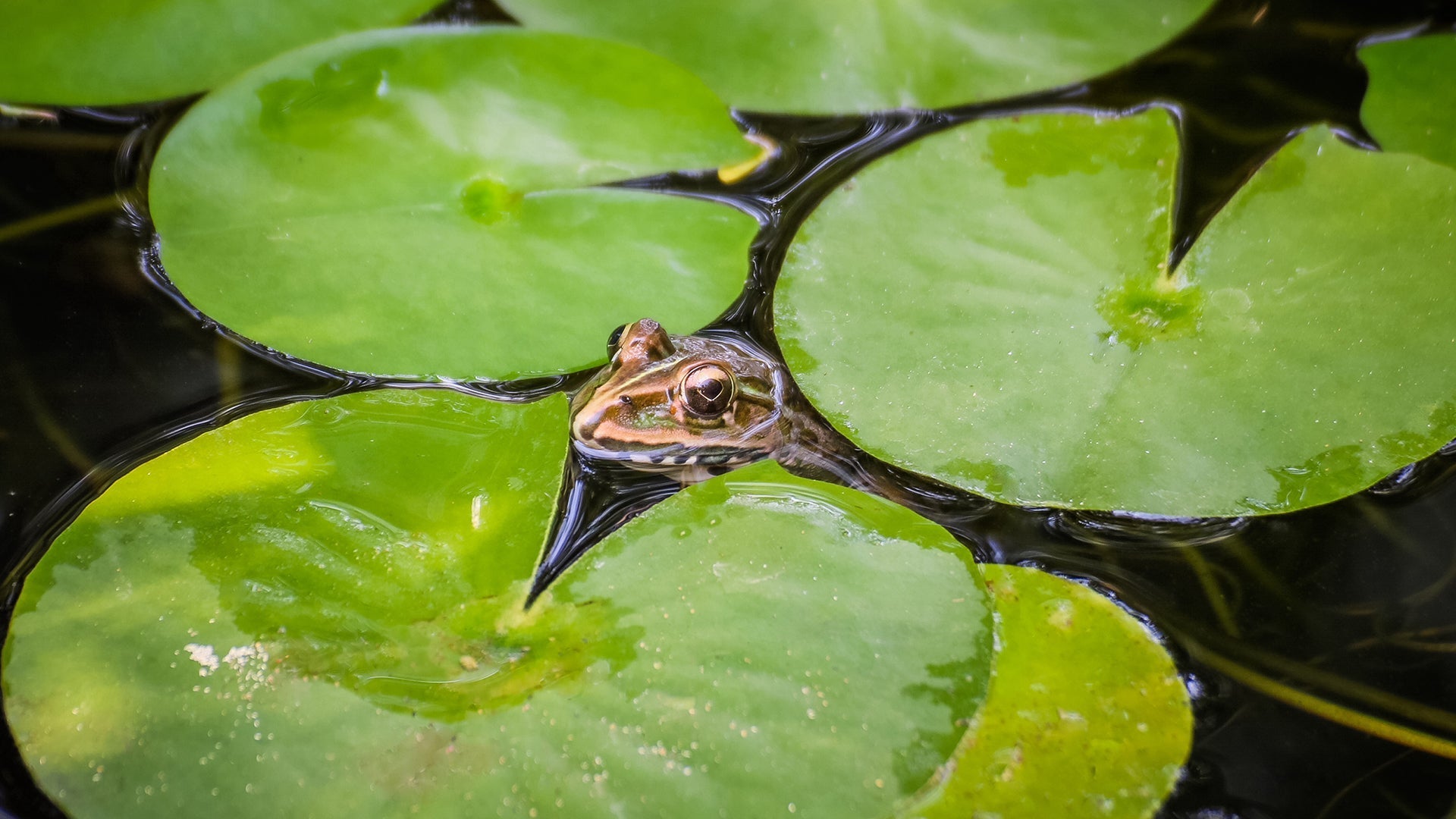 Ideal Pond Depth Guide | Best Pond Depth for Fish & Frogs