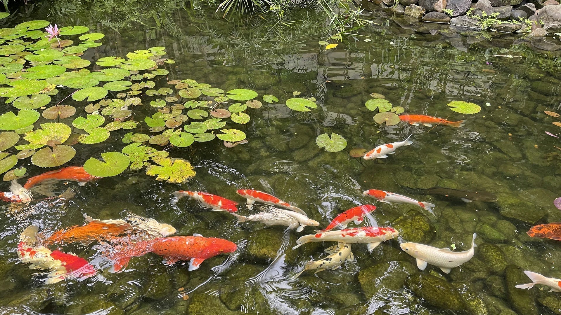 Koi Pond Care Guide | What Koi Fish Need for a Healthy Pond
