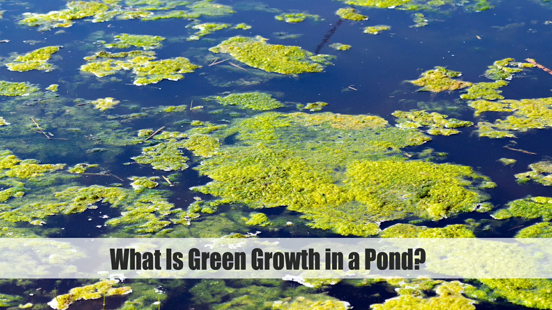 Green Growth in Ponds: Causes, Algae Types, and Natural Control