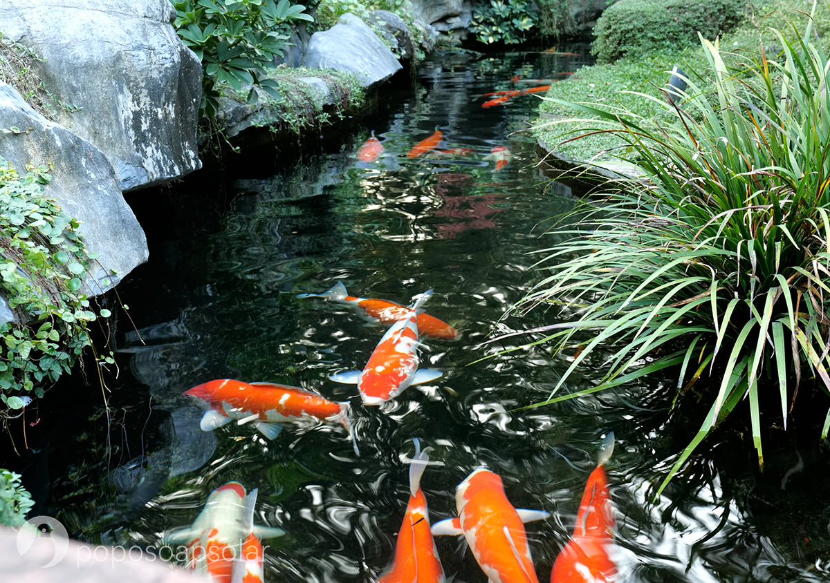 Pond & Water Garden Care